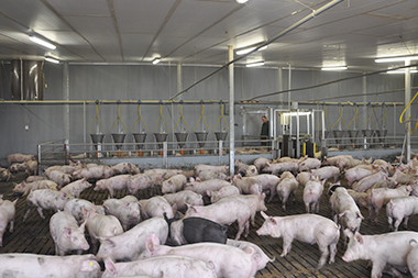 养猪设备-河南恒银